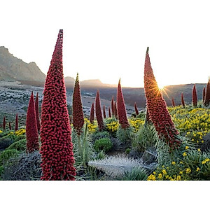 10 Tower of Jewels Seeds - Echium Wildpretii - Rare and Exotic Flowering Plant - Excellent Bonsai Specimen