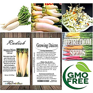 Big Pack - (3,000) Japanese Daikon - Daikon Radish Seeds - Japanese Radish - Non-GMO Seeds by MySeeds.Co (Big Pack - Daicon Radish)