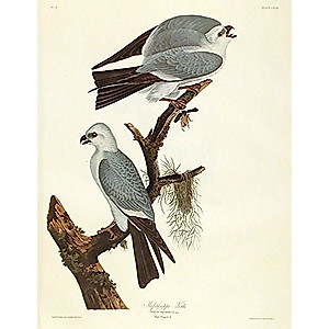 Mississippi Kite. From"The Birds of America" (Amsterdam Edition)