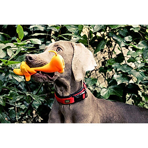 Dachshund - Soft, Squeaky Dog Toy - Natural Rubber (Latex) – Dachshund Gift - for Small Breeds, Medium Dogs - Puppy Toy - Free from Harmful Chemicals - Handpainted