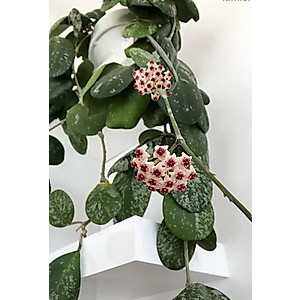 Hoya Obovata Splash Live Plant Houseplants - 3'' Pot Ornaments Perennials Garden Growing Planting Can Grow Well Pots Gift