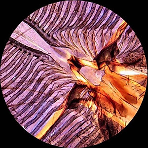 AmScope M160C-2L-PB10 Cordless Compound Monocular Microscope, WF10x and WF25x Eyepieces, 40x-1000x Magnification, Upper and Lower LED Illumination with Rheostat, Brightfield, Single-Lens Condenser, Coaxial Coarse and Fine Focus, Plain Stage, 110V or Batte