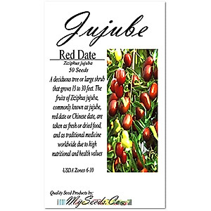 MySeeds.Co - BIG PACK Seeds Big Pack Survival Flower Fruit Garden Seeds, Exotic Rare Non-GMO and Heirloom Variety Limited Quantity, You Choose The Color (Jujube)