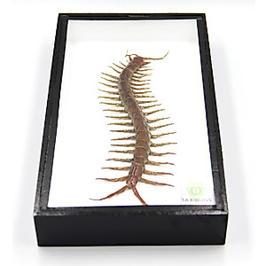 TAXIBUGS Real Centipede Millipede Scolopendra MORSITANS Taxidermy Insect in 3D Wooden Frame (White Background, Black Wooden Box)