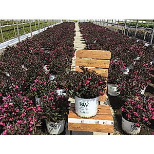 Premier Plant Solutions 10815 Proven Winners Weigela Wine & Roses, 3 Gallon