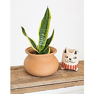 Essential Houseplant Collection (3PK) Live Plants Indoor Plants Live Houseplants in Plant Pots, Easy House Plants Indoors Live, Snake Plant, Pothos in Potting Soil, Clean Air Plants by Altman Plants