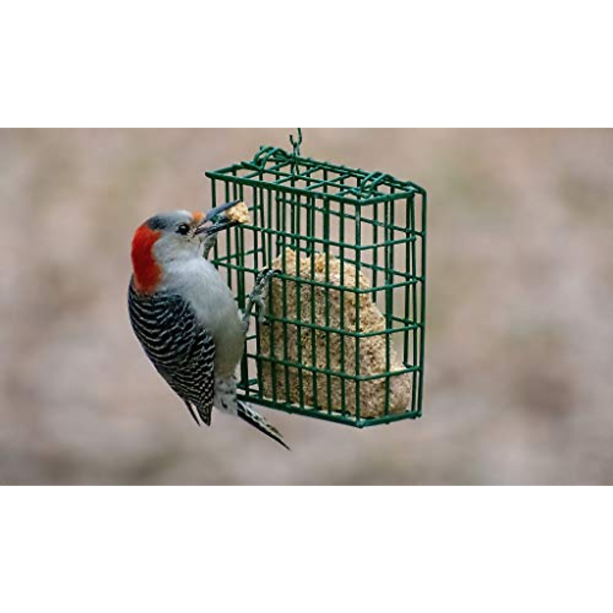 C&S Woodpecker Treat 11 Ounces, 12 Pack