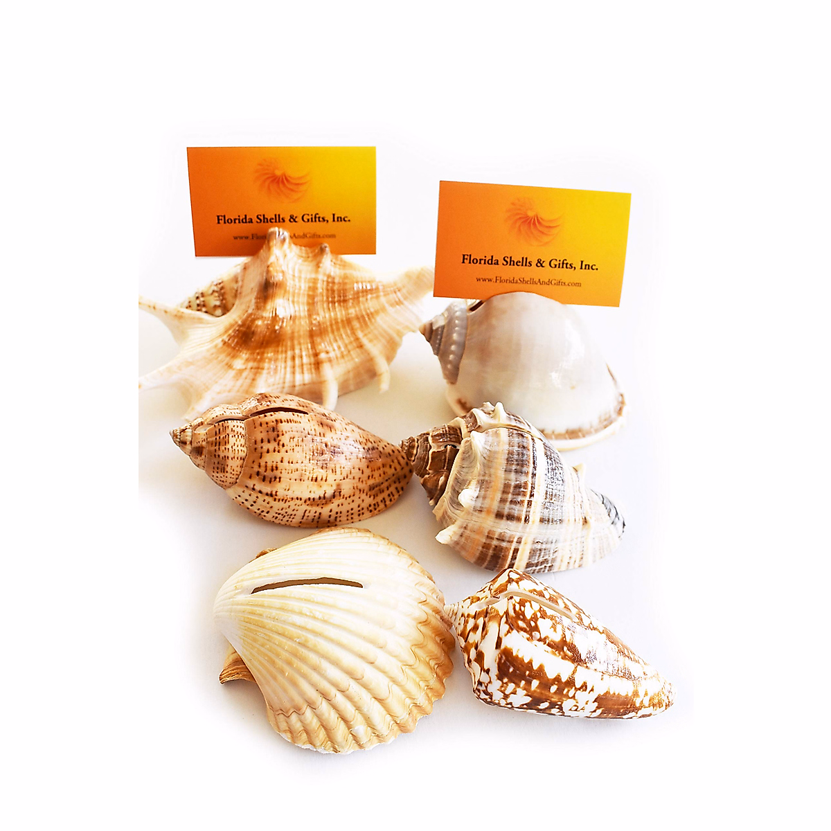 Set of 6 Genuine Seashell Place Card Holders Beach Wedding Favor Nautical Party Decor Sea Shell Table Sets