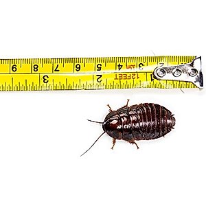 Josh's Frogs 3/4" - 1" Large Orange Head Roaches (25 Count)