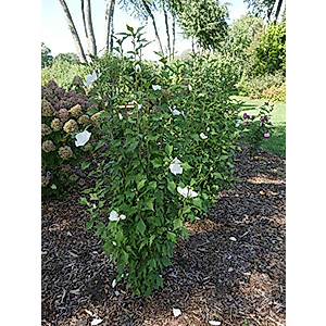 Proven Winners HIBPRC2417800 White Pillar Live Shrub 4.5" Quart