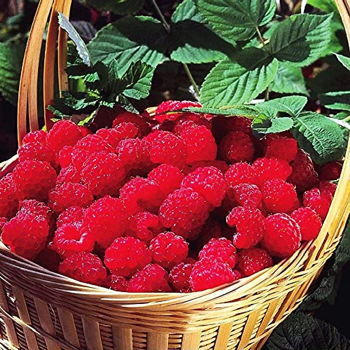 300 Pcs+ Red Raspberry Seeds - Organic Raspberry Friut Seeds for Planting Home Garden/Outdoor