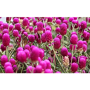 100+ Mix Globe Amaranth Gomfrena Pompom Flower Annual Outdoor Beautiful Garden