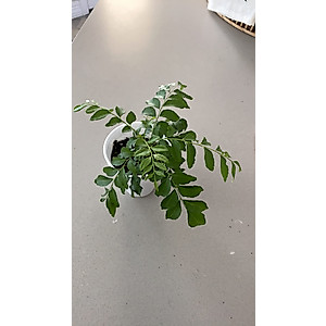Curry Leaf Plant - Live Plant (Murraya Koenigii), 6 Inches