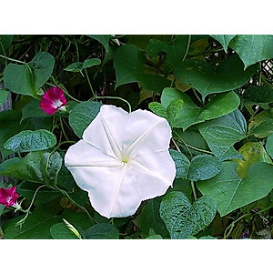 Non GMO Bulk Morning Glory, Moonflower Flower Seeds (1/4 Lb)