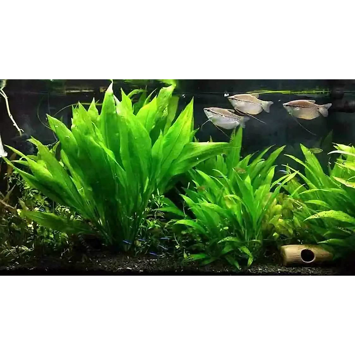 Marcus Fish Tanks - Amazon Sword Echinodorus Bleheri Easy Live Aquarium Plants for Aquatic Freshwater Fish Tank Buy 2 GET 1