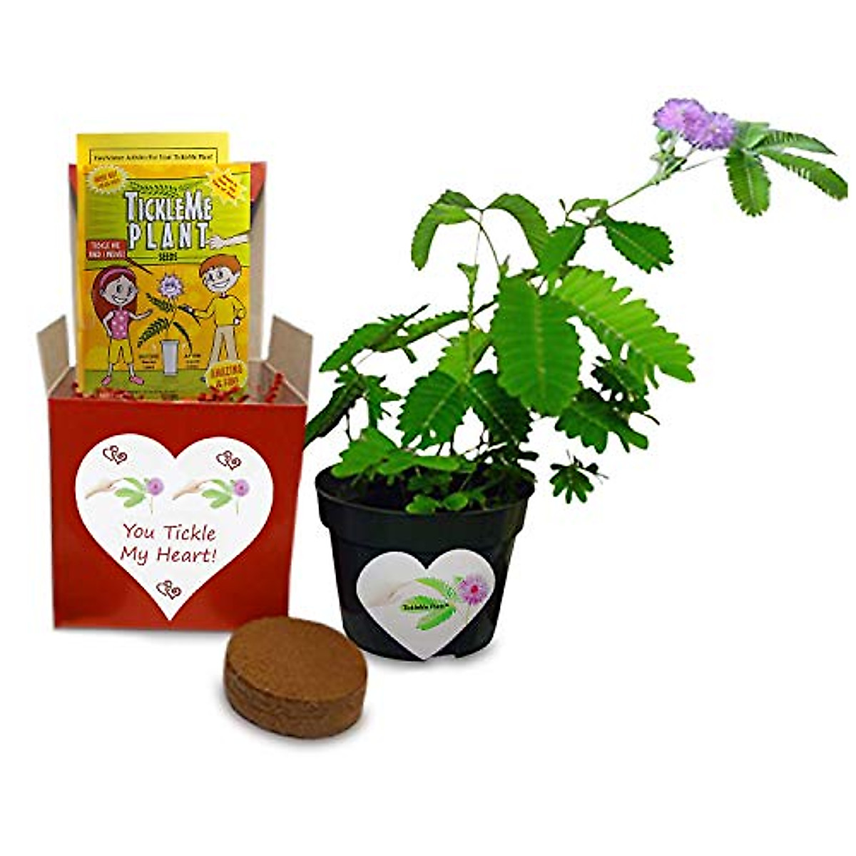 TickleMe Plant Grow Kit - You Tickle My Heart - Share Growing The Only Plant That Closes Its Leaves When Tickled or When Blown a KISS! Includes Soil Disk, Seeds, 4 inch Flower Pot. Easy to Grow.