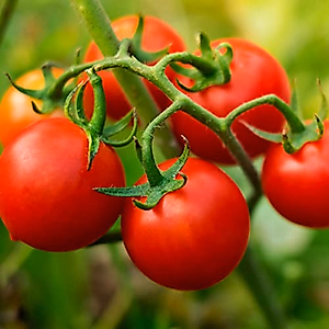 Bonnie PLANTS Husky Cherry Red Tomato Live Vegetable Plants - 4 Pack, Non-GMO, Bite Sized, Disease Resistant