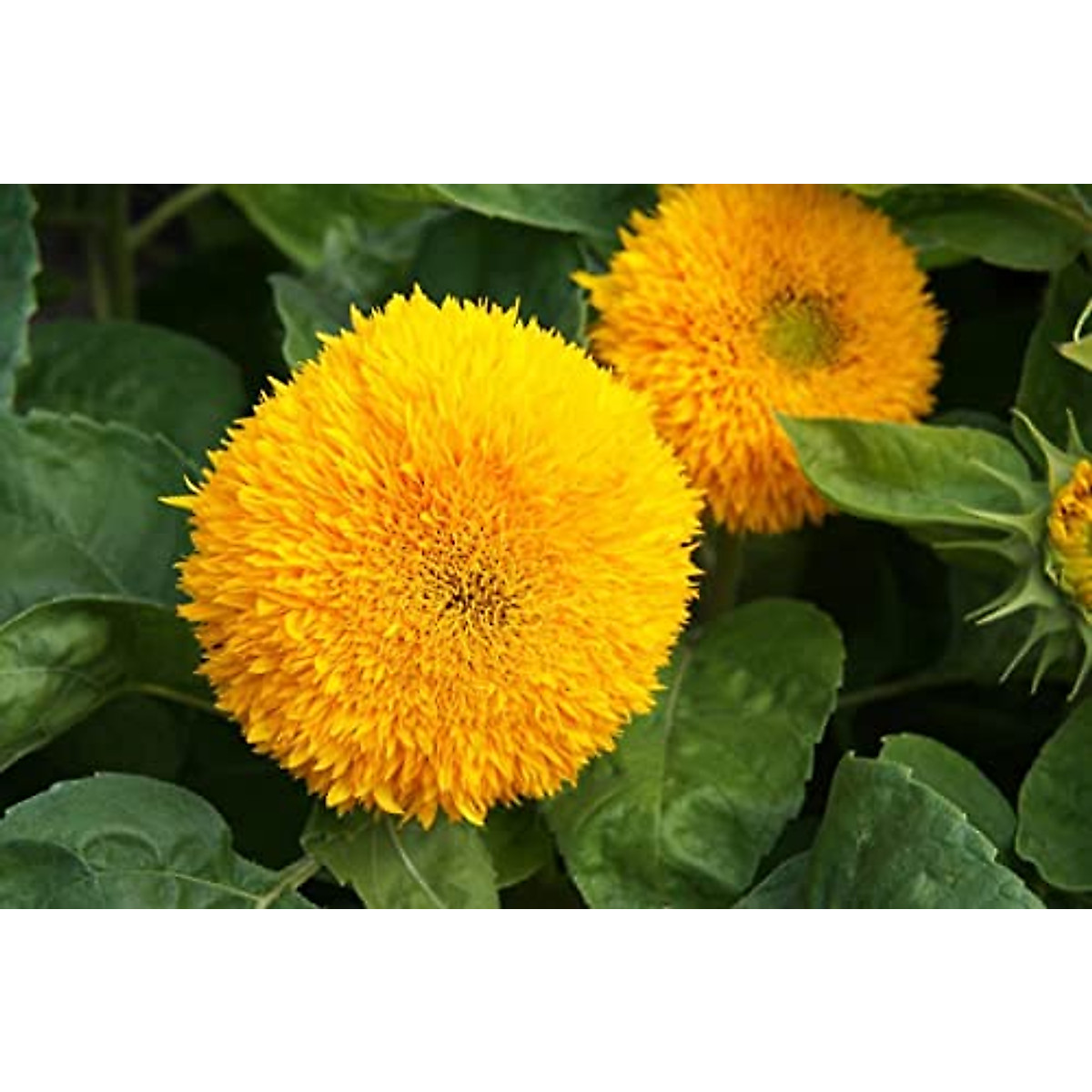 Teddy Bear Sunflower Seeds | 100+ Seeds | Exotic Garden Flower | Sunflower Seeds for Planting | Great for Hummingbirds and Butterflies | Made in USA