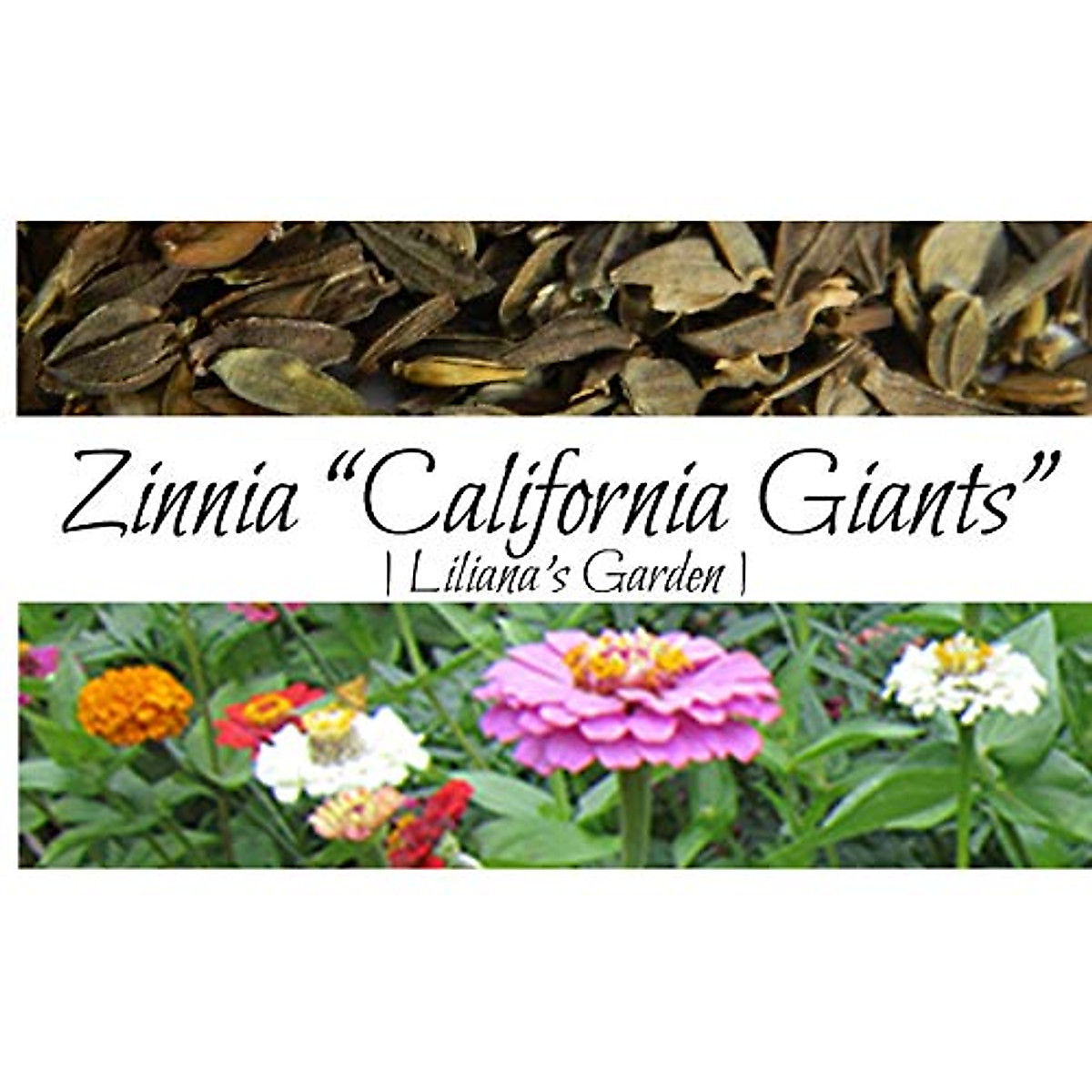Flower Seeds - Zinnia - California Giant Mix - Best Cut Flowers - Liliana's Garden