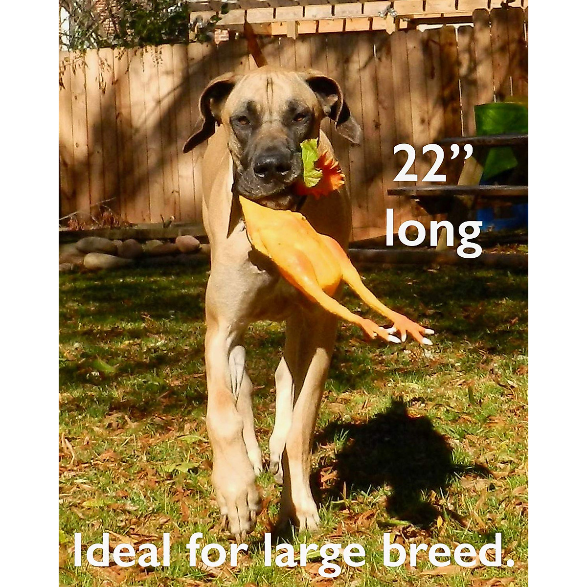 Rubber Chicken Dog Toys - Natural Rubber (Latex) - Lead-Free Chemical-Free - Complies with Same Safety Standards as Baby Toys - Soft Unstuffed Squeaky (Extra-Large)