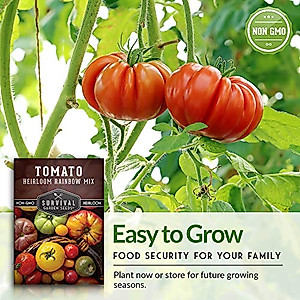 Survival Garden Seeds - Heirloom Rainbow Mix Tomato Seed for Planting - Packet with Instructions to Plant and Grow in Your Home Vegetable Garden - Non-GMO Heirloom Variety - 2 Packs