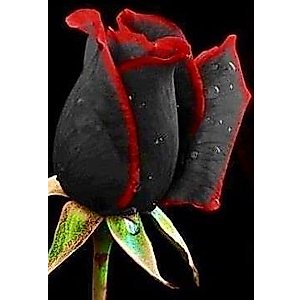 Dichondra Fresh 200 Pcs Rainbow Rose Flower Seeds for Planting Black