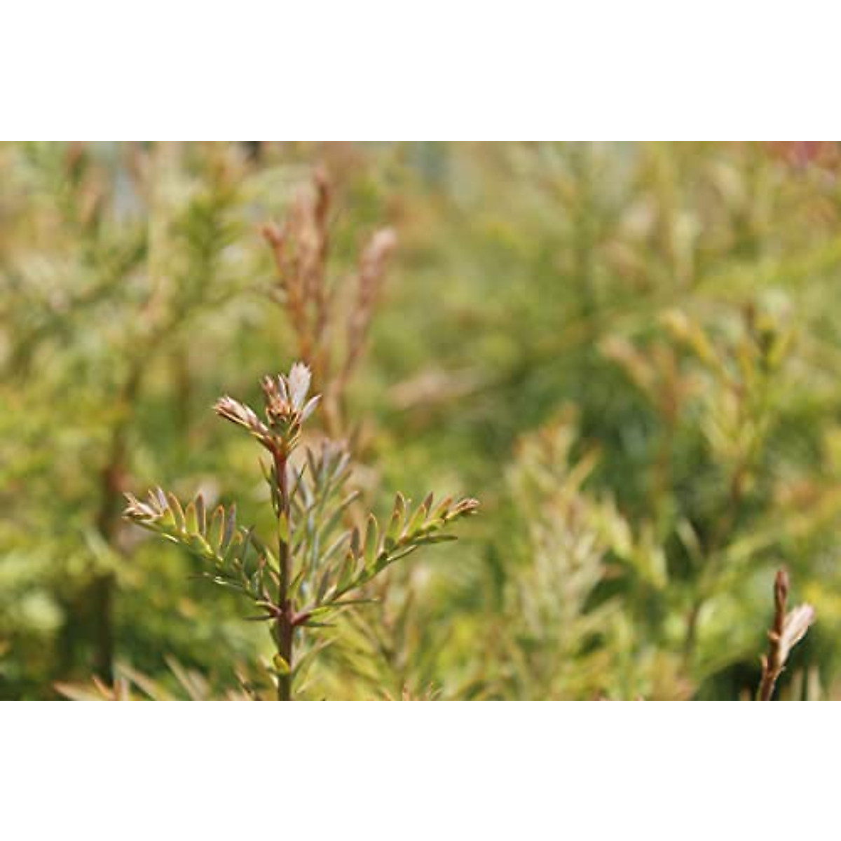 Coast Redwood | Small Tree Seedling | The Jonsteen Company