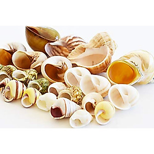 Set of 35 Hermit Crab Shells Assorted Changing Seashells Small 1/2"-2" Size (Opening Size 1/4" - 1") Mega Pack