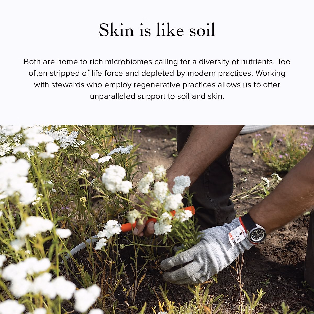 evanhealy Lemon Thyme HydroSoul | Copper Distilled Hydrosol | Purifying Facial Tonic | Organic Plant Face Toner | Purify & Decongest Blemished, Congested, Teen Skin