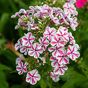 Tall Phlox Mix Value Bag-6 Roots/Plant Starts