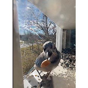 Amish Custom Made Indoor in-Window Bird Feeder, 180° Clear View In-House Feeder, Watch Wild Birds from The Comfort of Your Home - Easy-Fill (29"-36" Window Width)
