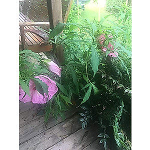 1112A-Tropical Hibiscus, Giant Pink (Hibiscus rosa-sinensis) Seeds by Robsrareandgiantseeds UPC0764425787105 Non-GMO,Organic,USA Grower, Cold Hardy, 1112-A Package of 10 Seeds