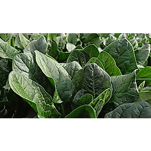 Giant Noble Spinach Seeds for Planting, 100+ Heirloom Seeds Per Packet, (Isla's Garden Seeds), Non GMO Seeds, Botanical Name: Spinacia oleracea, Great Home Garden Gift