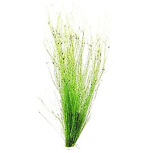 Mainam Giant Hairgrass | Eleocharis Vivipara Bundle Live Aquarium Plant for Freshwater Fish Tank Decoration 3 Days Live Guaranteed