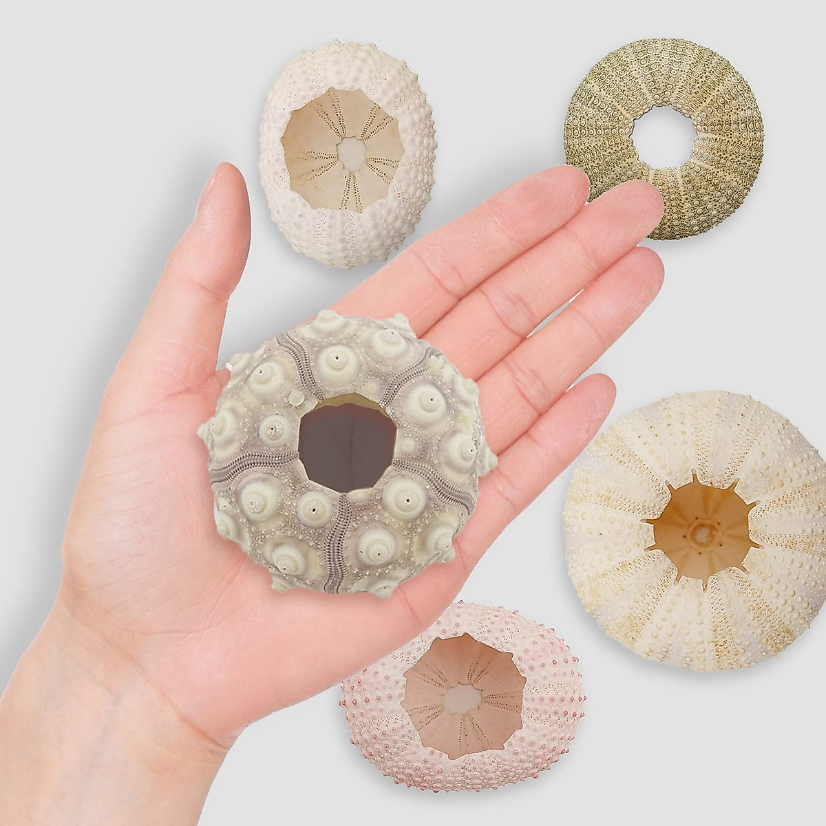 5 Pack Mini Sea Urchin Shell Hanging Pot-Air Plant Holder Hanging Decorative Cute Tillandsia Succulent Display Container with Rustic Ropes for Home Garden Beach Theme Party Wall Indoor Outdoor Decors