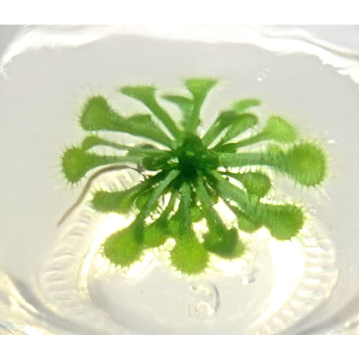 Bloomify Live Sundew Plant Terrarium – Enclosed Ecosystem with Zero Maintenance – Unique Ecosphere Plants for Home Décor – Drosera Spatula Sundew Plant –Great Gift – Self-Sustaining Terrarium