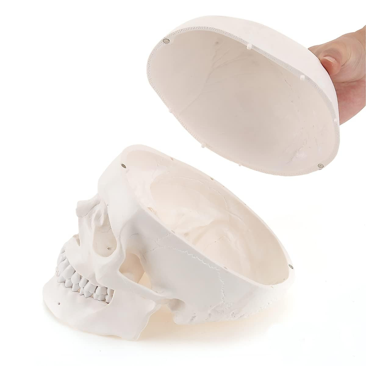 SKUMOD Life Size Human Skull Model, Replica Realistic Human Skull with Removable Skull Cap and Articulated Mandible, Full Set of Teeth, 7.2x4.2x4.95in