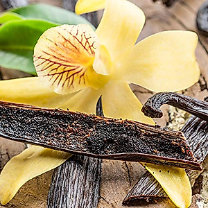 Essential Elements Organic Pea Protein Powder - Very Vanilla | Low-carb Plant-Based Vegan Blend - Keto-Friendly and Gluten-Free | 20 Servings, 18.2 oz