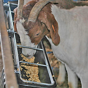 Little Giant HF9BLACK Hook Over Goat Trough Heavy Duty Galvanized Steel 9 Quart Feeder, Black (2 Pack)