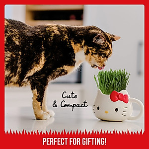 The Cat Ladies Hello Kitty Organic Cat Grass Growing kit with Organic Seed Mix, Soil and Hello Kitty Planter. Natural Hairball Control and Digestive Remedy,Cat Gifts