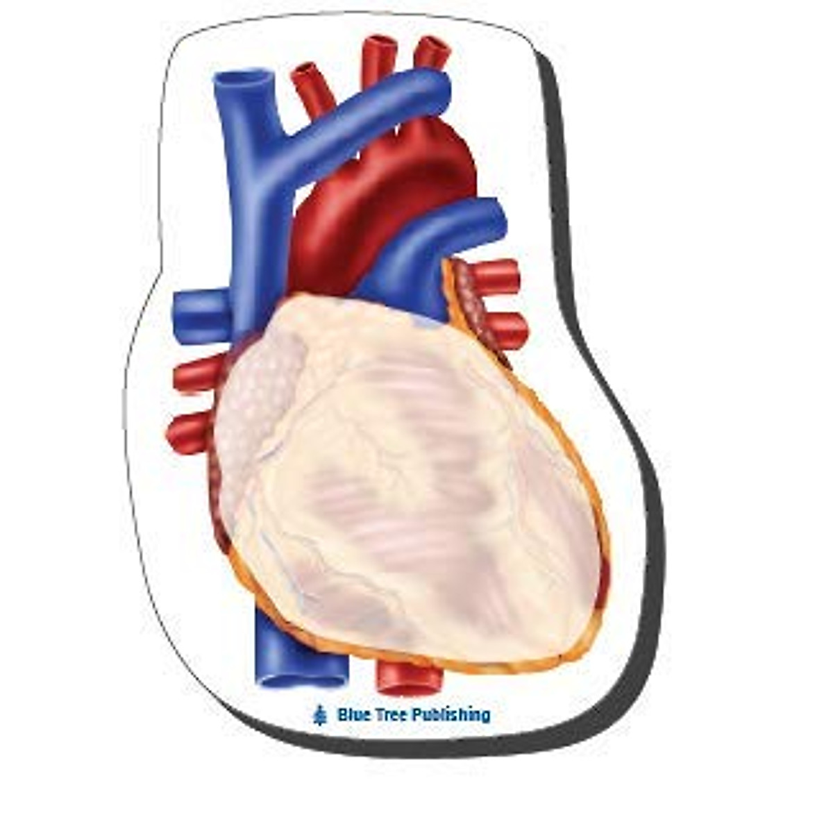 Fun Anatomy Sticky Notes Collection, 6 Pack-100 Sheets Per Pack, Medical Note Pads and Great Gifts.