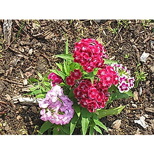 Flower Seeds - Sweet William Seeds- Mixed Colors - Dianthus barbatus - Biennial - Liliana's Garden