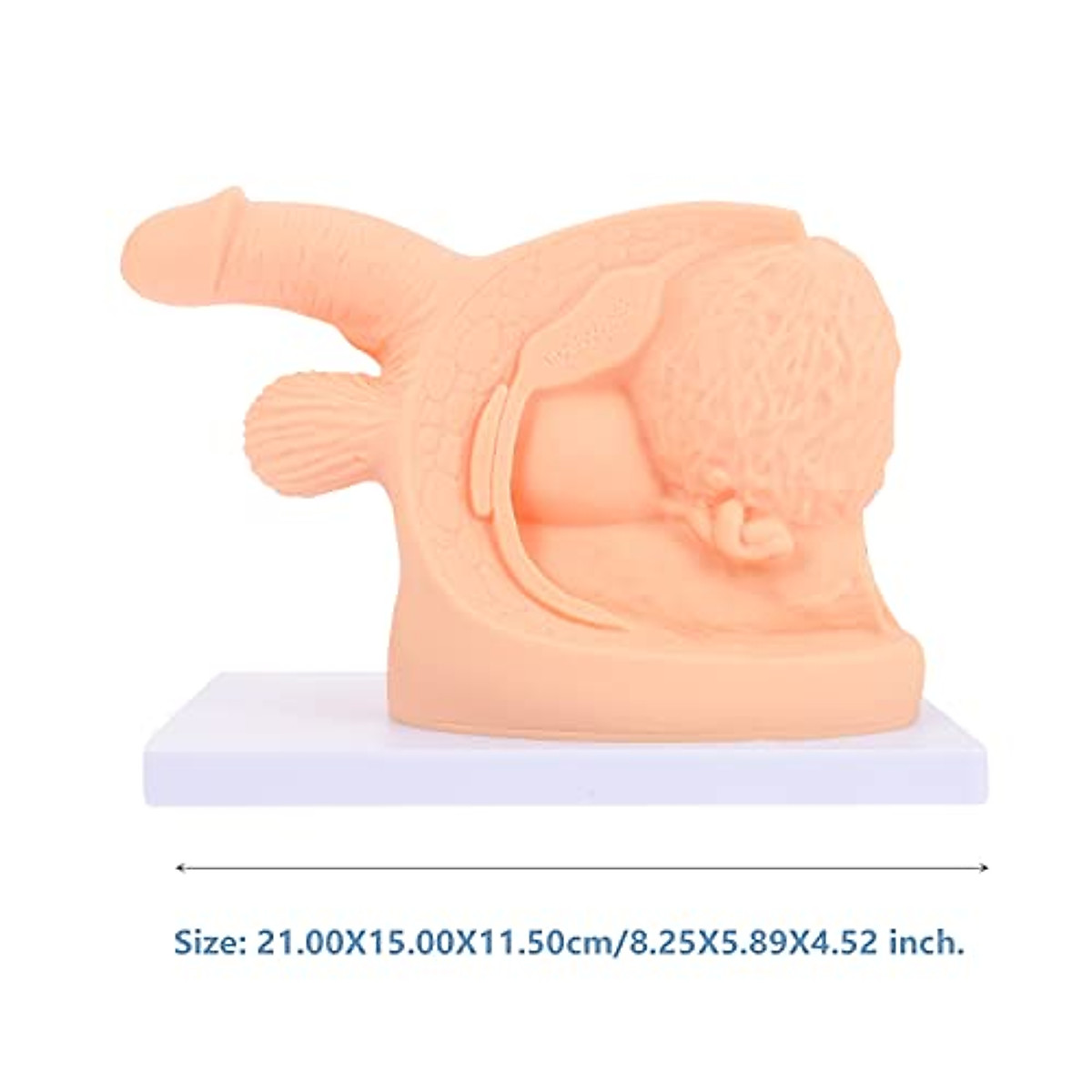 Catheter Anatomy Teach Set 1pc Simple Male Catheterization Model Display Men Catheterization Useful Model Body Catheterization Model