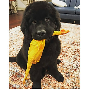 Rubber Chicken Dog Toys - Natural Rubber (Latex) - Lead-Free Chemical-Free - Complies with Same Safety Standards as Baby Toys - Soft Unstuffed Squeaky (Extra-Large)