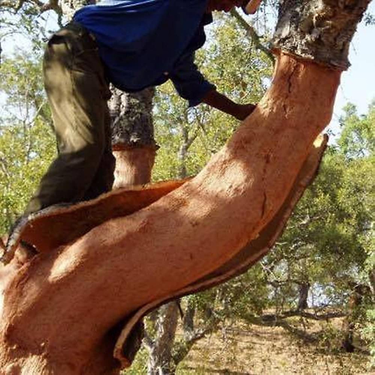 Mirabolante Pure Portuguese Natural Cork Bark Handbags for Women, Shoulder Bags, Crossbody Bags-11 (m)