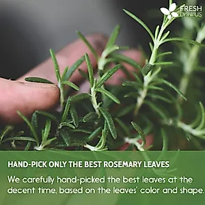 FreshDrinkUS, 100 Rosemary Leaf Tea Bags, Made with 100% Natural Rosemary Dried Leaves, Pure Rosemary Herbal Tea, No Additives, No Caffeine, No Gluten, Vegan.