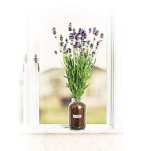 Back to the Roots Lavender Organic Windowsill Planter Kit - Grows Year Round, Includes Everything Needed for Planting
