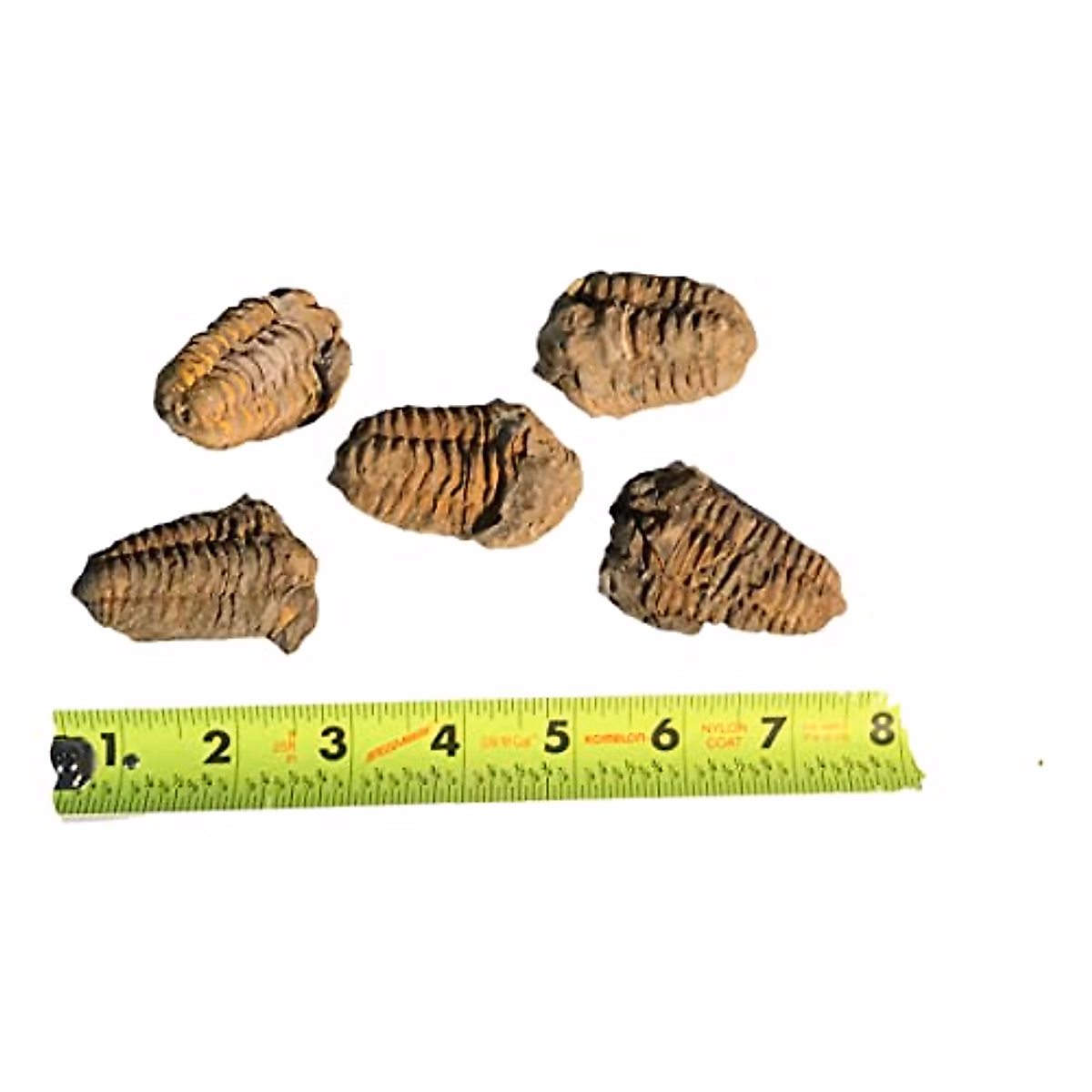 450 Million Yr Old Genuine Fossil Trilobite with Bonus Genuine Fossil Spinosaurus Dinosaur Tooth by DINOSAURS ROCK