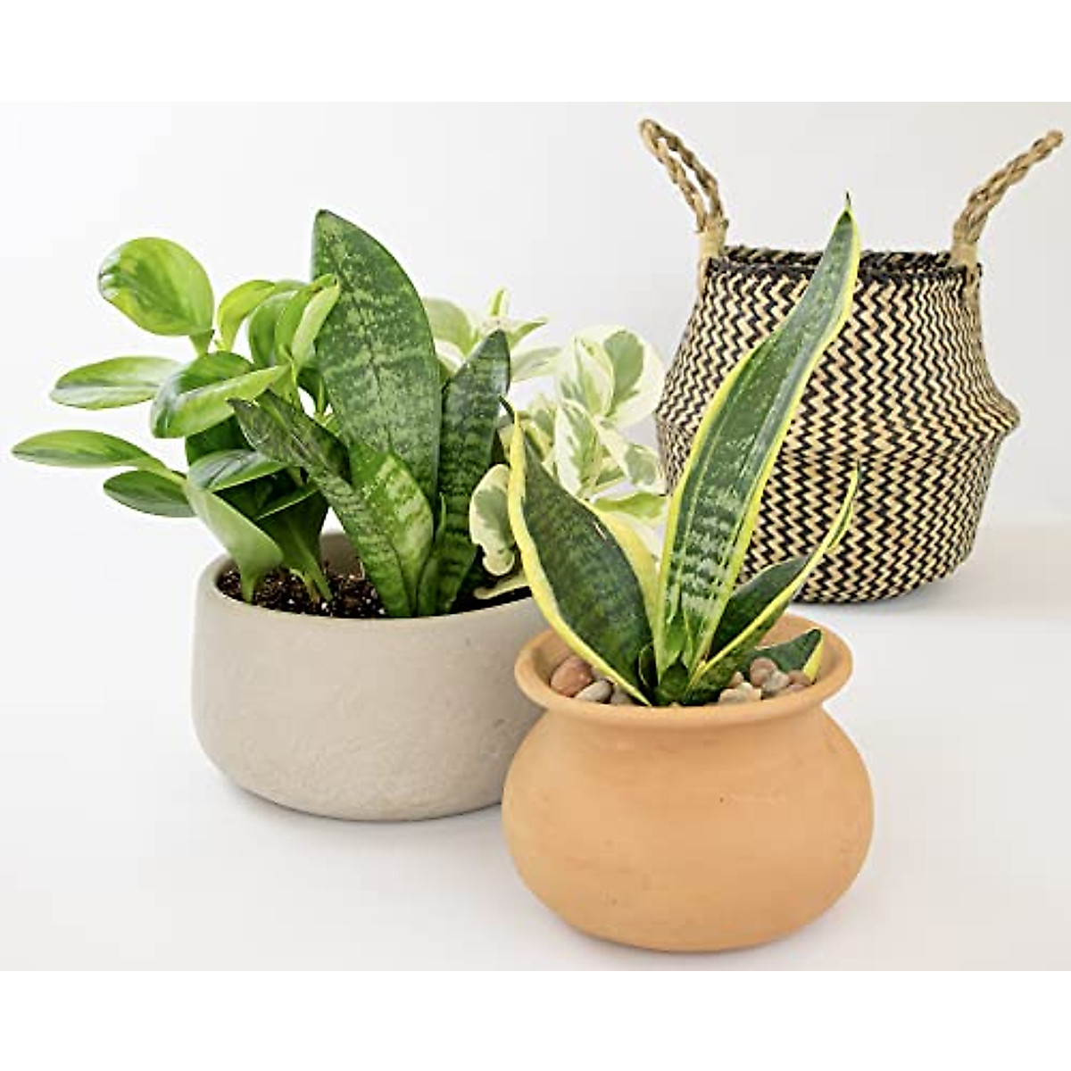 Essential Houseplant Collection (3PK) Live Plants Indoor Plants Live Houseplants in Plant Pots, Easy House Plants Indoors Live, Snake Plant, Pothos in Potting Soil, Clean Air Plants by Altman Plants