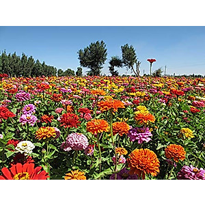 150+ Mixed Double Zinnia Seeds Flower Garden Big Bright Beautiful Variety Butterfly